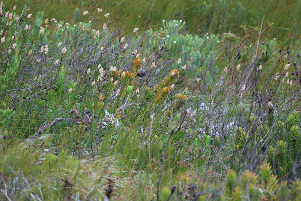 Swamp Daisy from Dots Dash, above the shale band, Kleinmond Nature ...