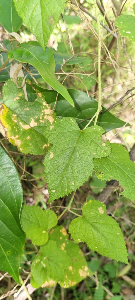Molucca Bramble from Esk, AU-QL, AU on April 27, 2024 at 10:03 AM by murrayoke · iNaturalist