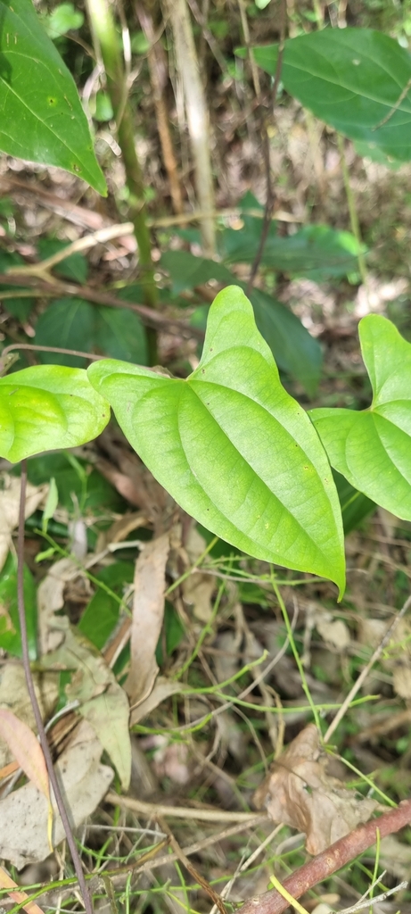 Common Yam Vine from Esk, AU-QL, AU on April 27, 2024 at 10:03 AM by murrayoke · iNaturalist
