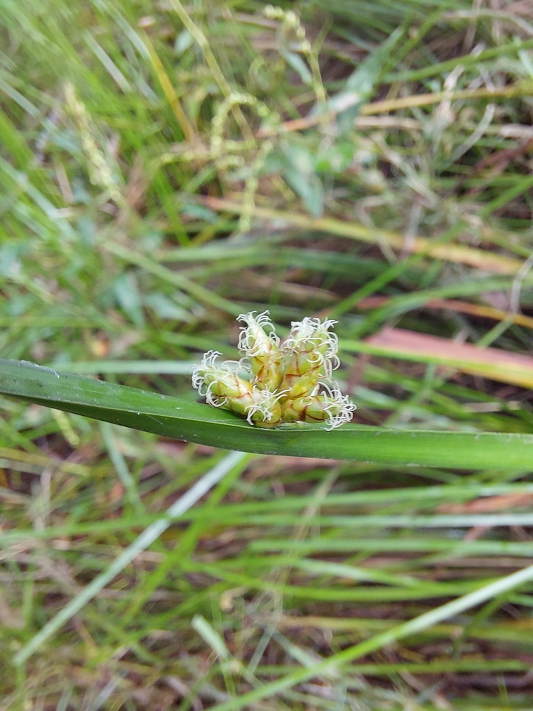Bog Bulrush from Brisbane QLD, Australia on April 27, 2024 at 03:15 PM ...