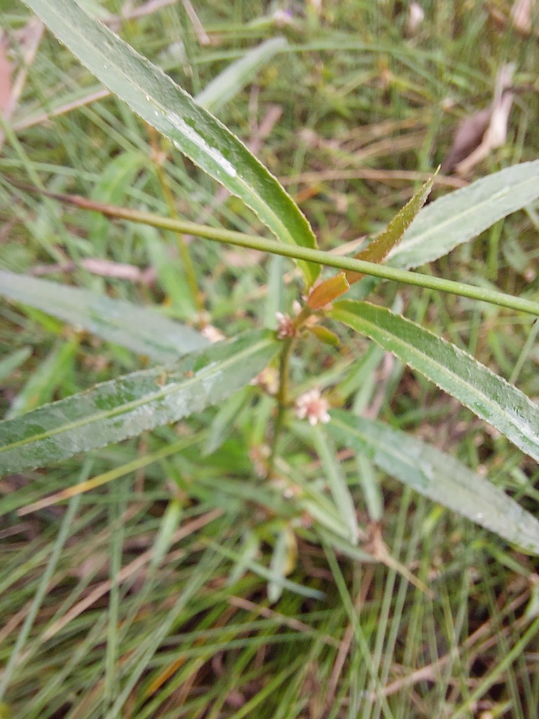Lesser Joyweed from Brisbane QLD, Australia on April 27, 2024 at 03:27 ...