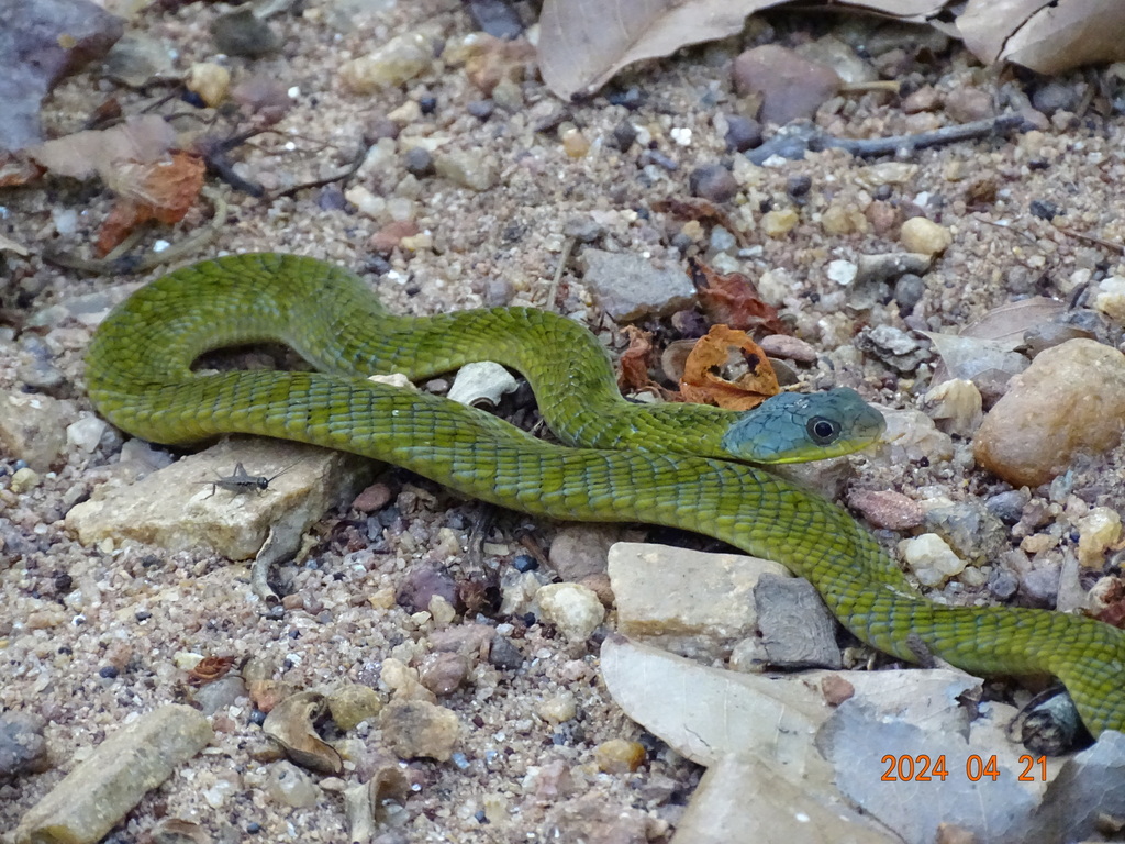 Forest Night Adder from Rafai, Central African Republic on April 21 ...