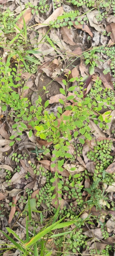scrubby spurge from Esk, AU-QL, AU on April 27, 2024 at 10:34 AM by murrayoke · iNaturalist