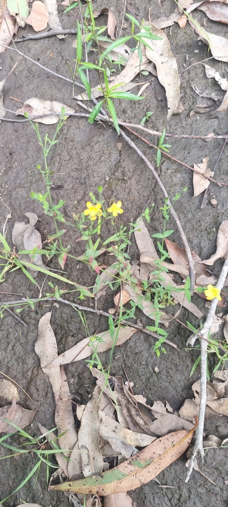 Small St John's Wort from Esk, AU-QL, AU on April 27, 2024 at 10:59 AM by murrayoke · iNaturalist