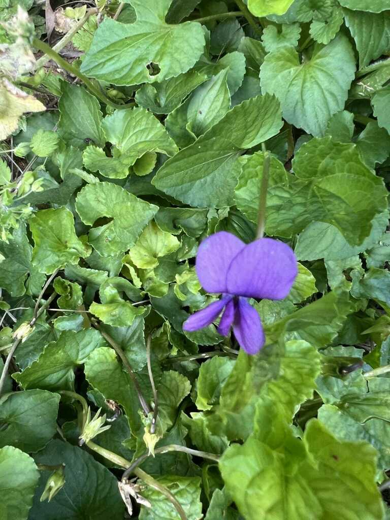 common blue violet in April 2024 by randolph_nc. ecoEXPLORE Username ...