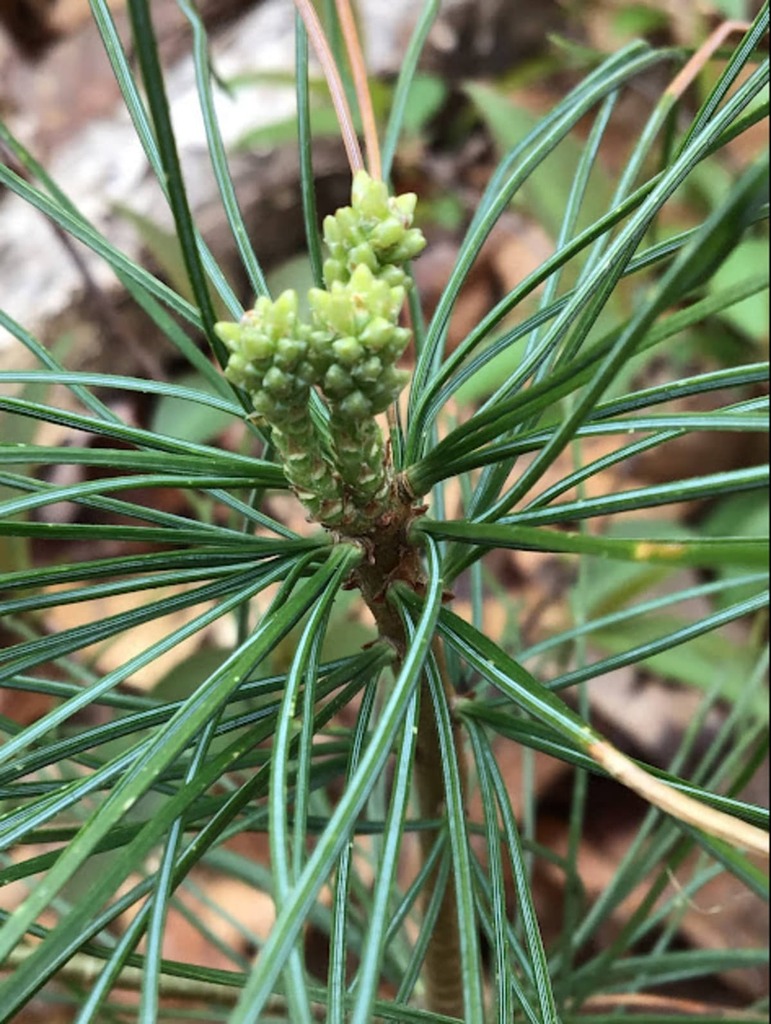 eastern white pine from Buncombe County, US-NC, US on April 10, 2024 at ...