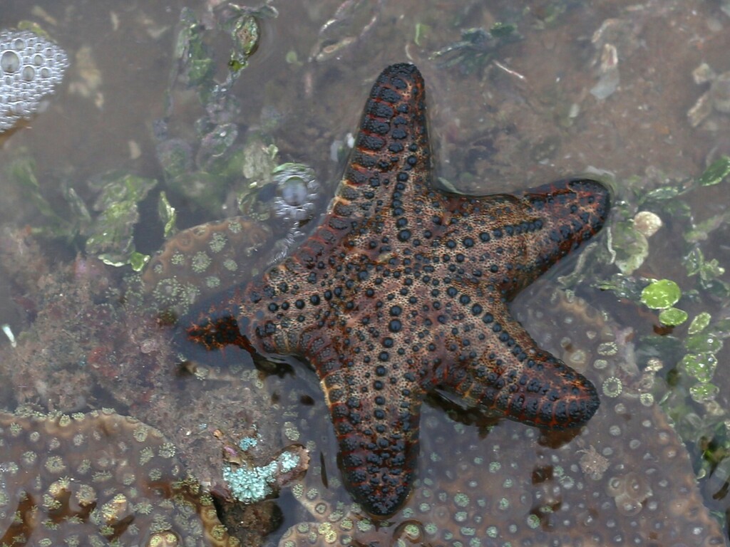 Pseudoreaster obtusangulus from Port Hedland, WA, Australia on April 9 ...