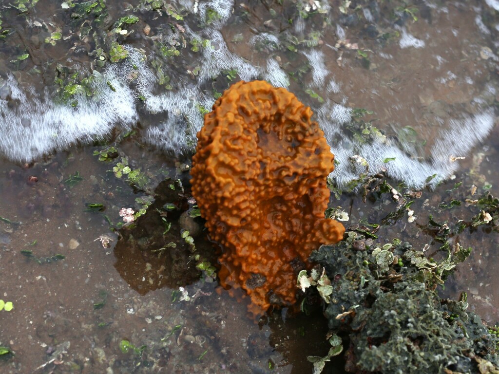 Sponges from Port Hedland, WA, Australia on April 9, 2024 at 05:09 PM ...