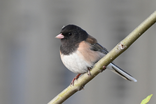 Photo 371542274, (c) Arthur Yang, some rights reserved (CC BY-NC ...