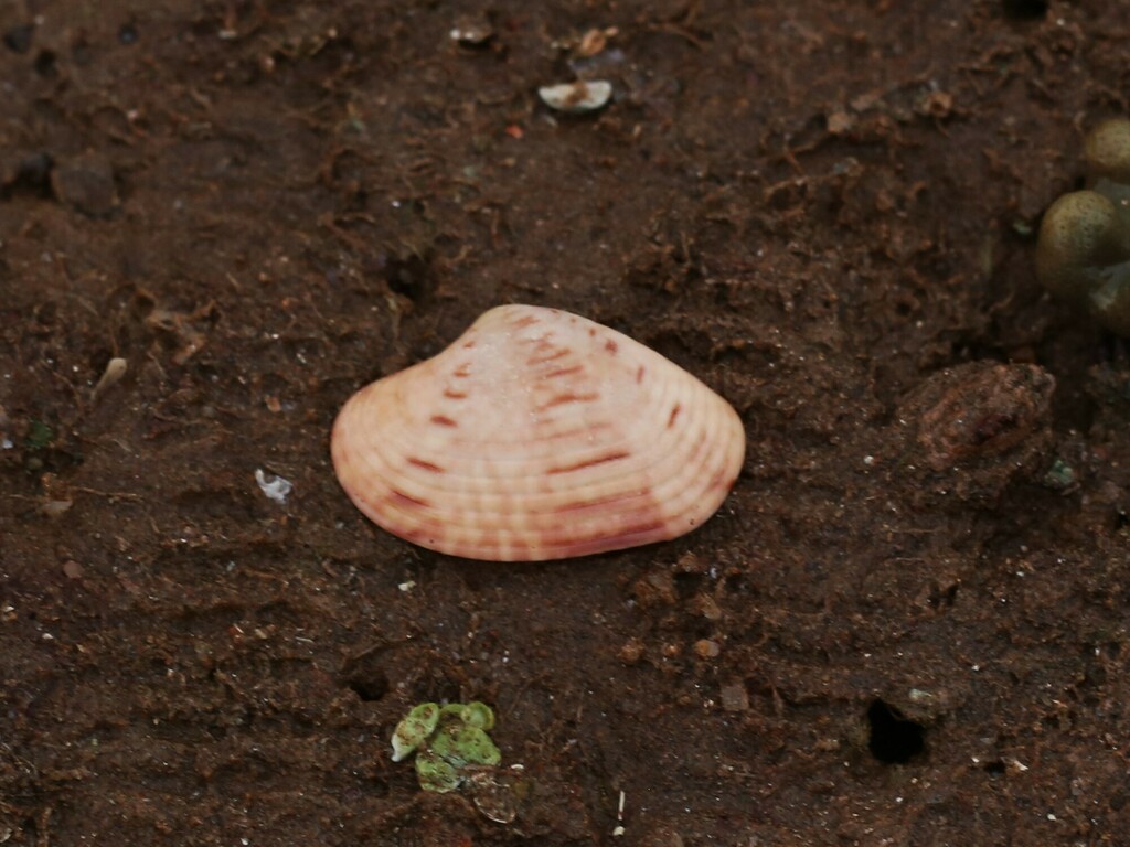 Paphia from Port Hedland, WA, Australia on April 9, 2024 at 05:55 PM by ...