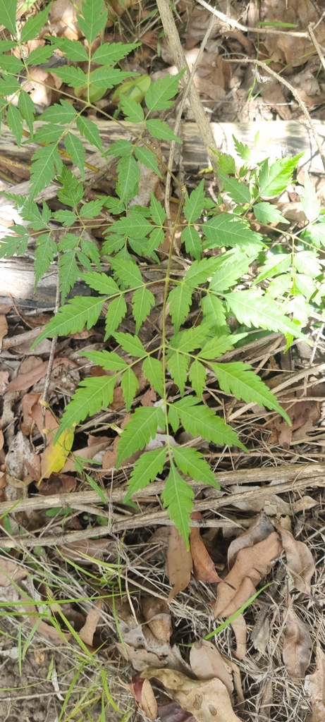 Chinaberry from Esk, AU-QL, AU on April 27, 2024 at 11:14 AM by murrayoke · iNaturalist