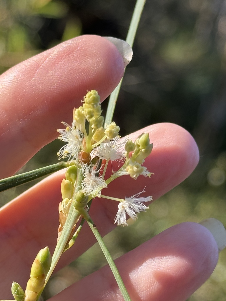 Sweet Wattle from Brindabella Ave, Peregian Springs, QLD, AU on April ...