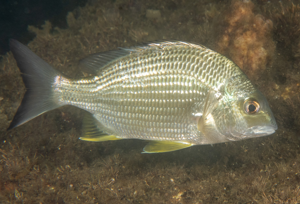 Yellowfin Bream (Acanthopagrus australis) - Marine Life Identification