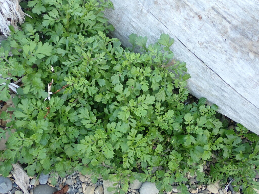 Shore Groundsel from Island Bay, Wellington 6023, New Zealand on April ...