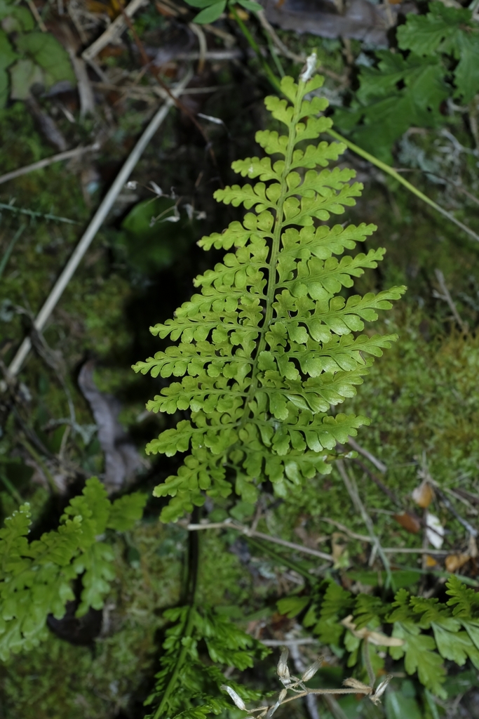 hen and chickens fern from Remutaka Hill, New Zealand on April 27, 2024 ...