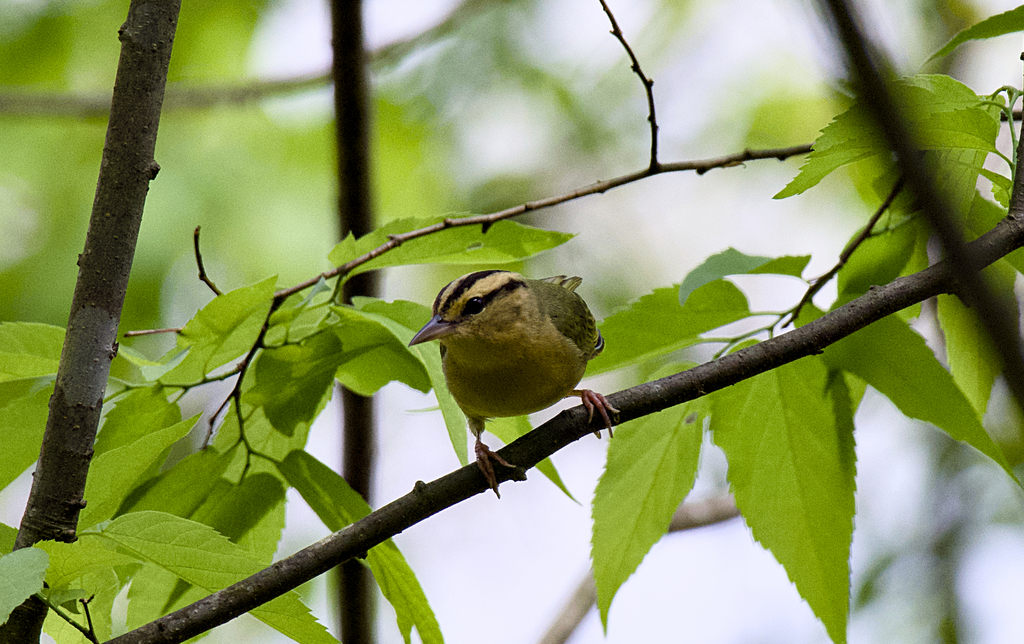 Worm-eating Warbler from Flint Ridge Rd, Kentucky, USA on April 26 ...
