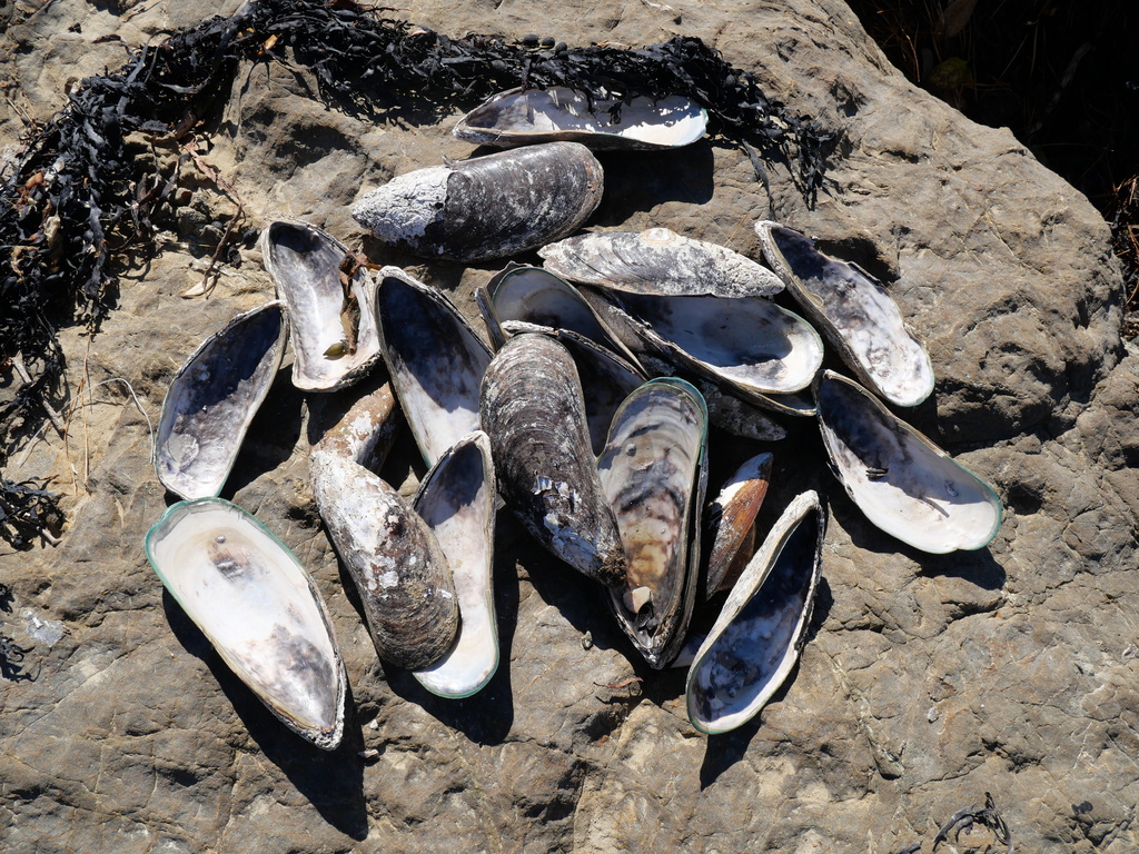 New Zealand Green-lipped Mussel from Maupuia, Wellington 6022, New ...