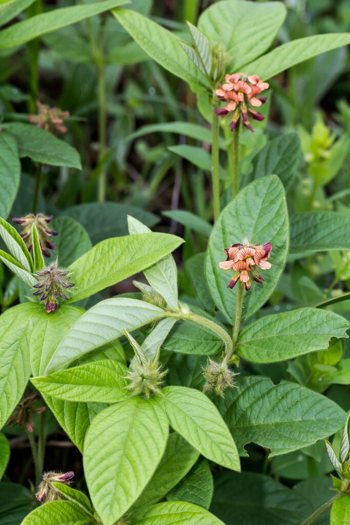 Sand Peas from Dawncliffe, Westville, 3629, South Africa on November 5 ...