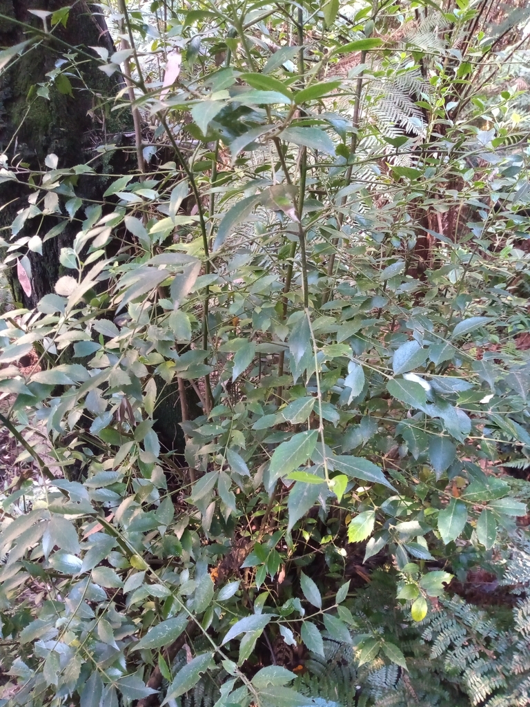 Southern Sassafras from Monbulk Rd/Sherbrooke Rd, Sherbrooke VIC 3789 ...