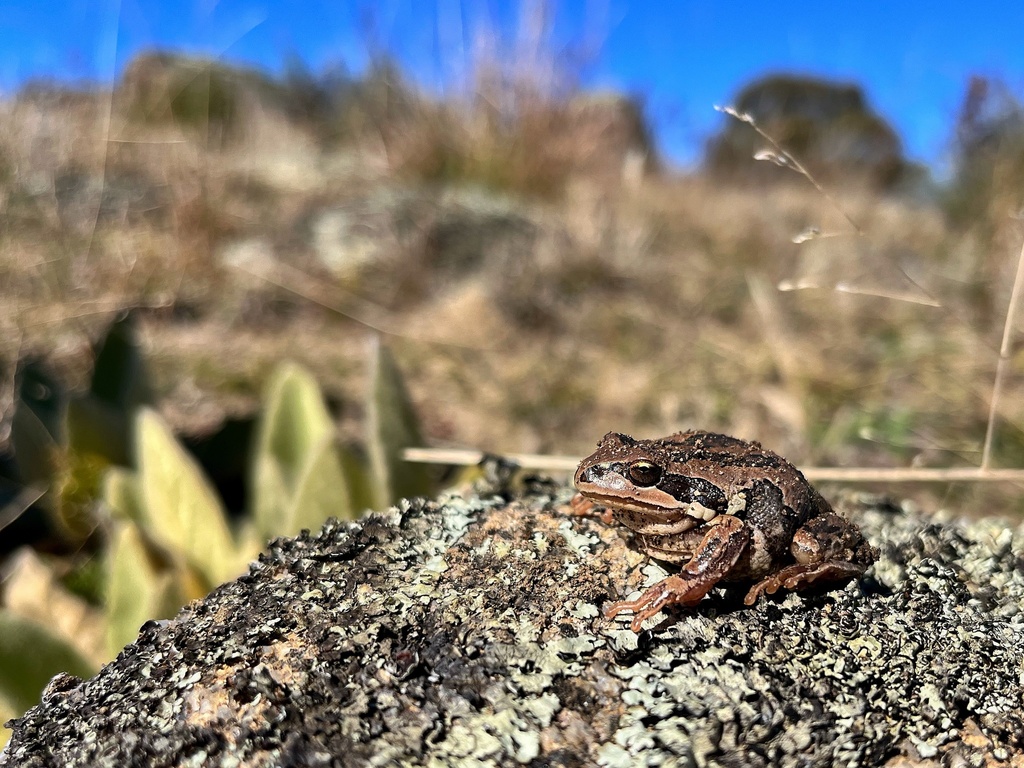 Alpine Verreaux's tree frog in April 2024 by Levi Brown. Female. ~3.5 ...