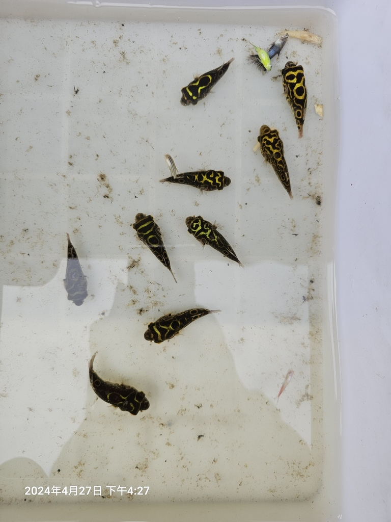 Eyespot Puffer from Shanghai, Shanghai, CN on April 27, 2024 at 04:27 ...