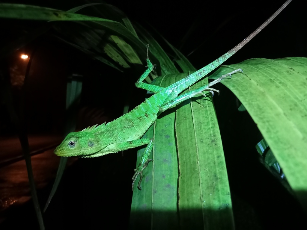 Great Crested Canopy Lizard from Dramaga, Kec. Dramaga, Kabupaten Bogor ...