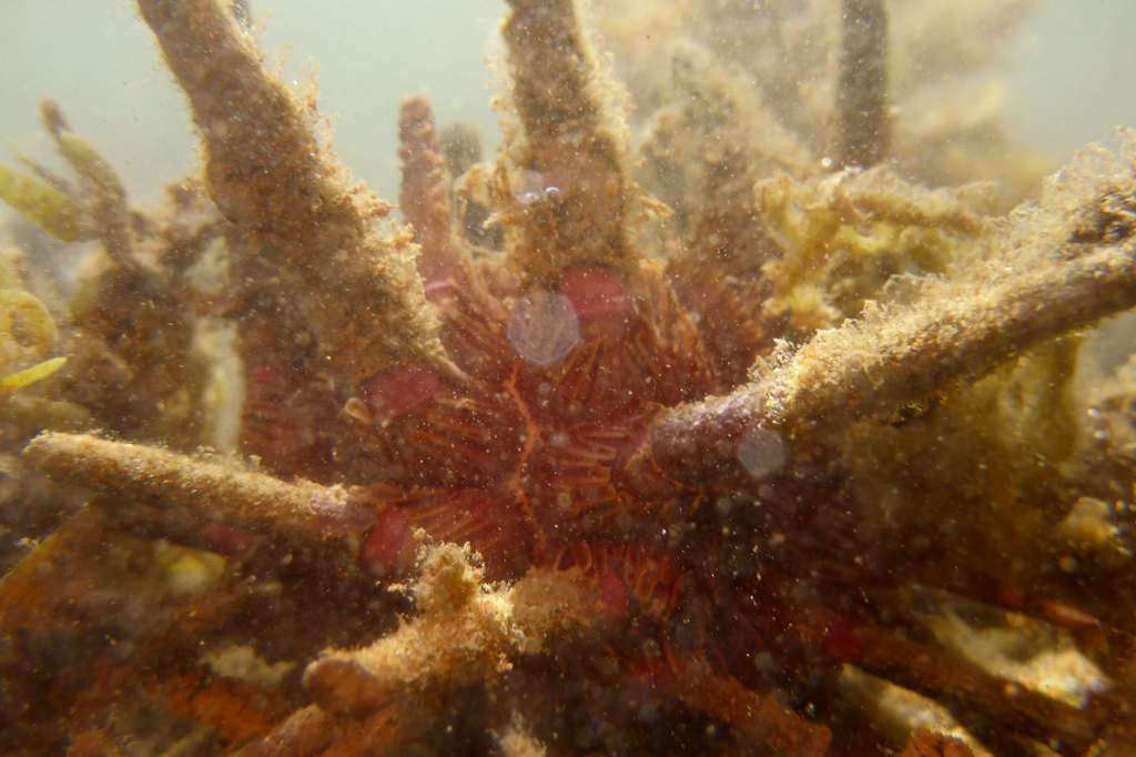 Cidaridae from Port Hedland WA 6721, Australia on September 14, 2019 at ...