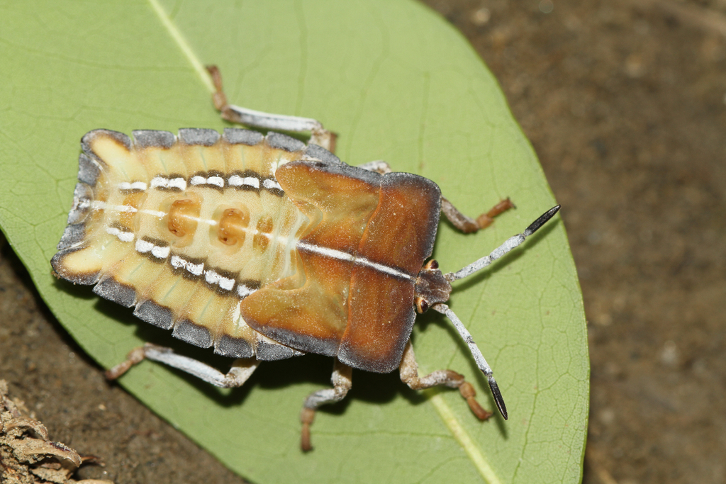 Lychee Stink Bug from 437台灣台中市大甲區工二路1號 on September 2, 2015 at 04:03 PM ...