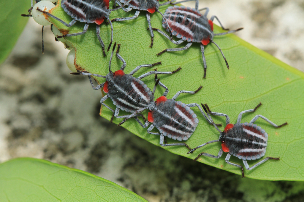 Lychee Stink Bug from 437台灣台中市大甲區工二路1號 on June 8, 2016 at 10:32 AM by ...