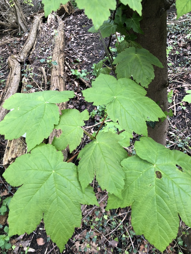 sycamore maple from Haxby Road, York, England, GB on April 27, 2024 at ...