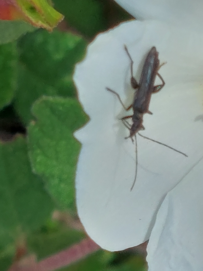 Oedemera from 00128 Roma, Italia on April 27, 2024 at 10:46 AM by ...