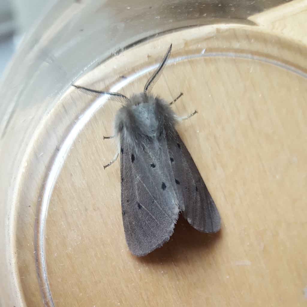 Muslin Moth from Stourbridge DY8, UK on April 27, 2024 at 08:54 AM by R ...