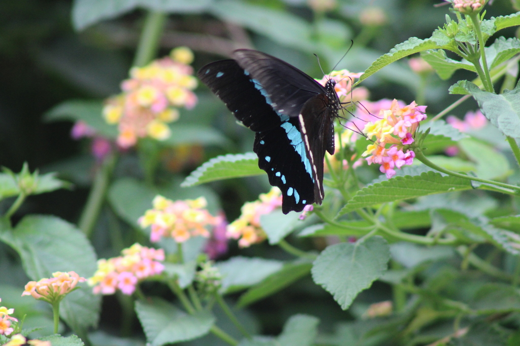 Narrow Green-banded Swallowtail from Milimani, Kisumu, Kenya on April ...