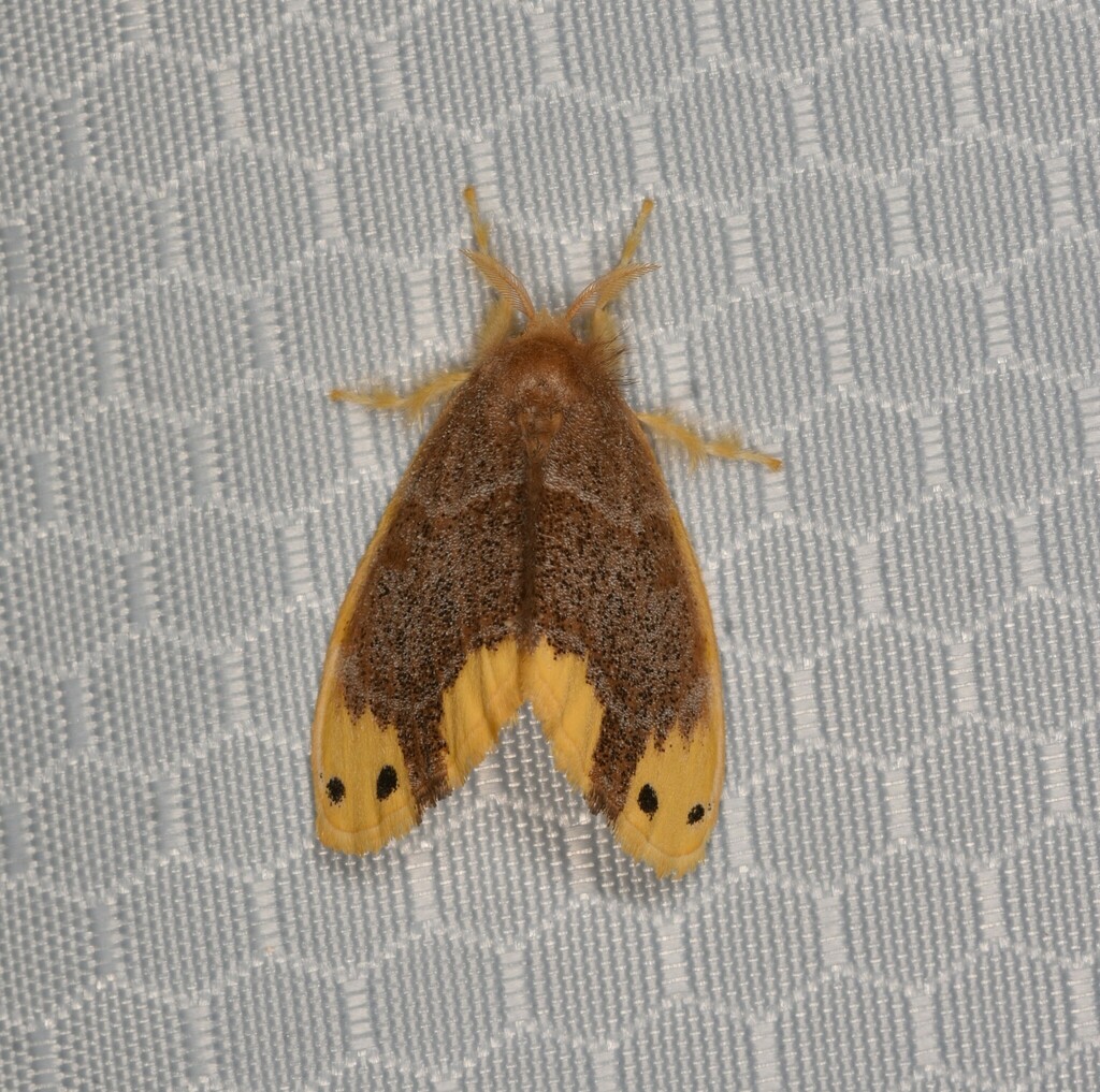 Arna bipunctapex from Lam Tsuen, Hong Kong on April 26, 2024 at 10:13 ...