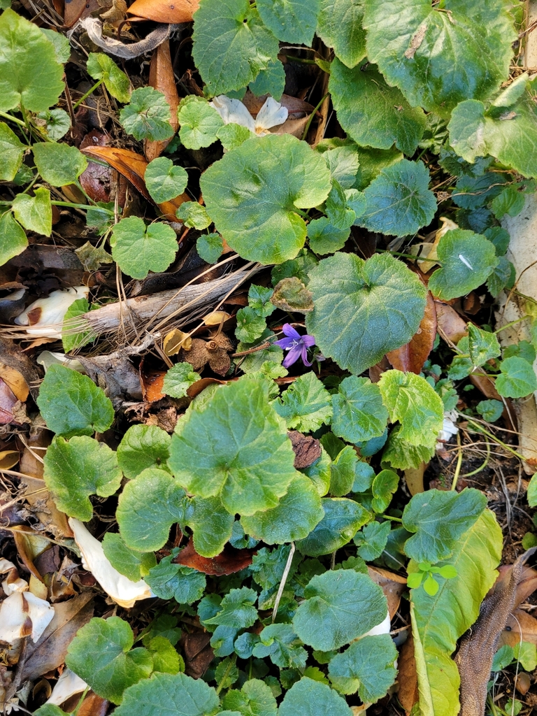 Trailing bellflower from Rongotai, Wellington 6022, New Zealand on ...