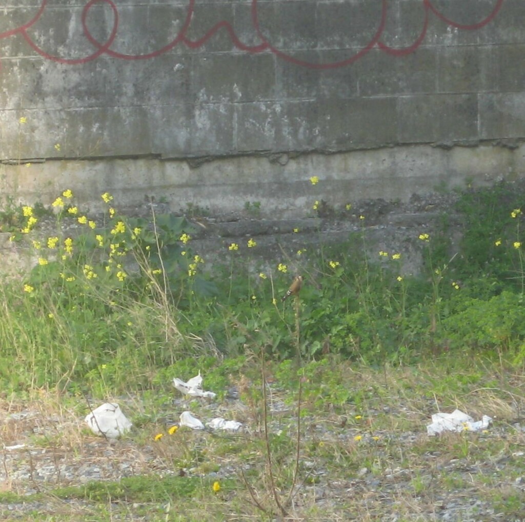 European Goldfinch from Thorndon, Wellington 6011, New Zealand on April ...