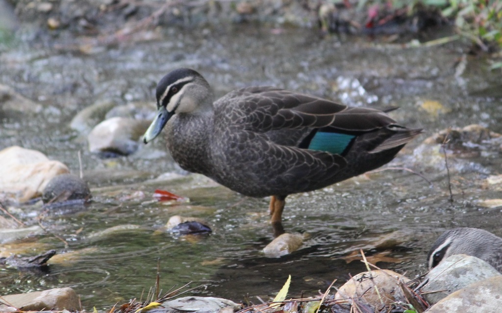 Pacific Black Duck from Adelaide SA, Australia on April 27, 2024 at 01: ...
