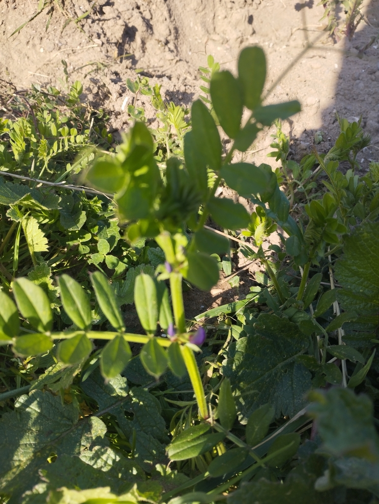 Common Vetch from Southport, UK on April 27, 2024 at 07:53 AM by ...