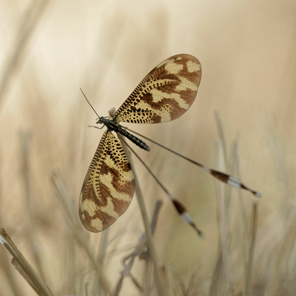 Two-winged Spoonwing from Province de Huelva, Espagne on May 9, 2015 at ...
