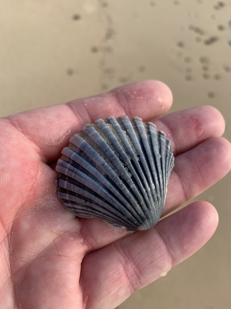 Commercial Scallop from Coral Sea, Inskip, QLD, AU on April 27, 2024 at ...