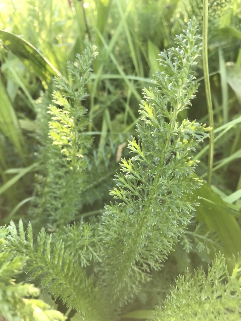 common yarrow from Victoria Road, Chester, England, GB on April 27 ...