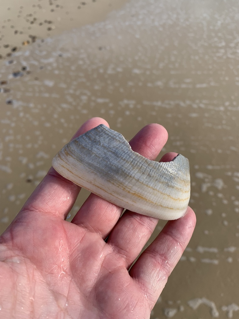 Common Cowl Shell from Coral Sea, Rainbow Beach, QLD, AU on April 27 ...