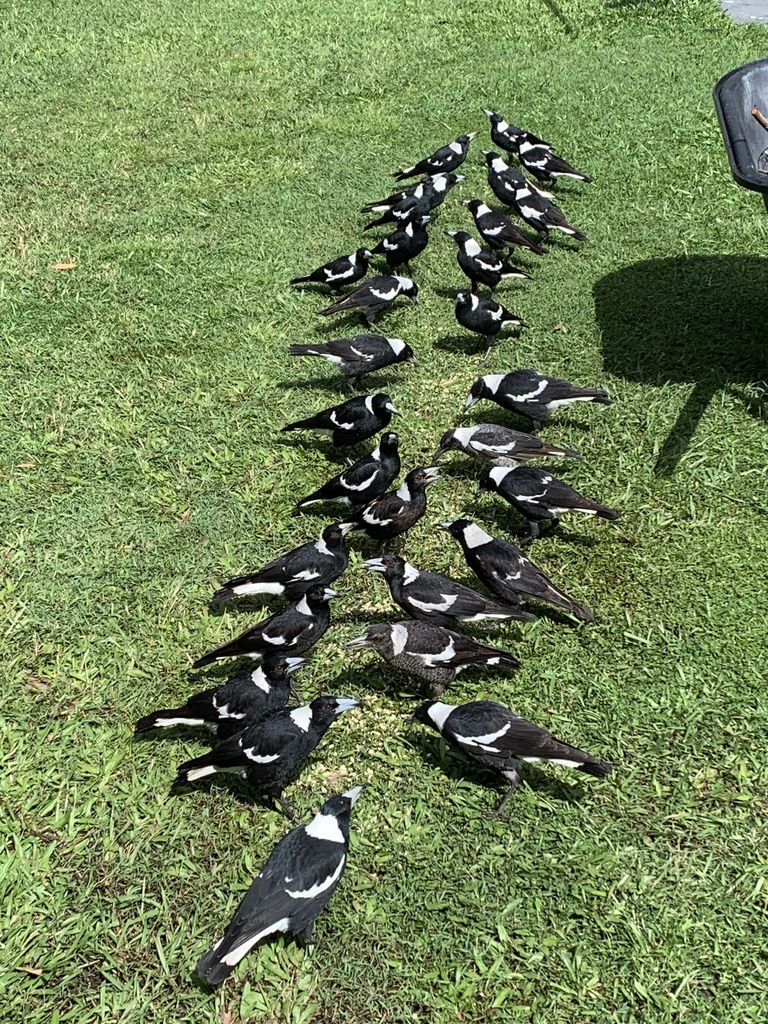 Australian Magpie from Golden Hind Ave, Cooloola Cove, QLD, AU on April ...