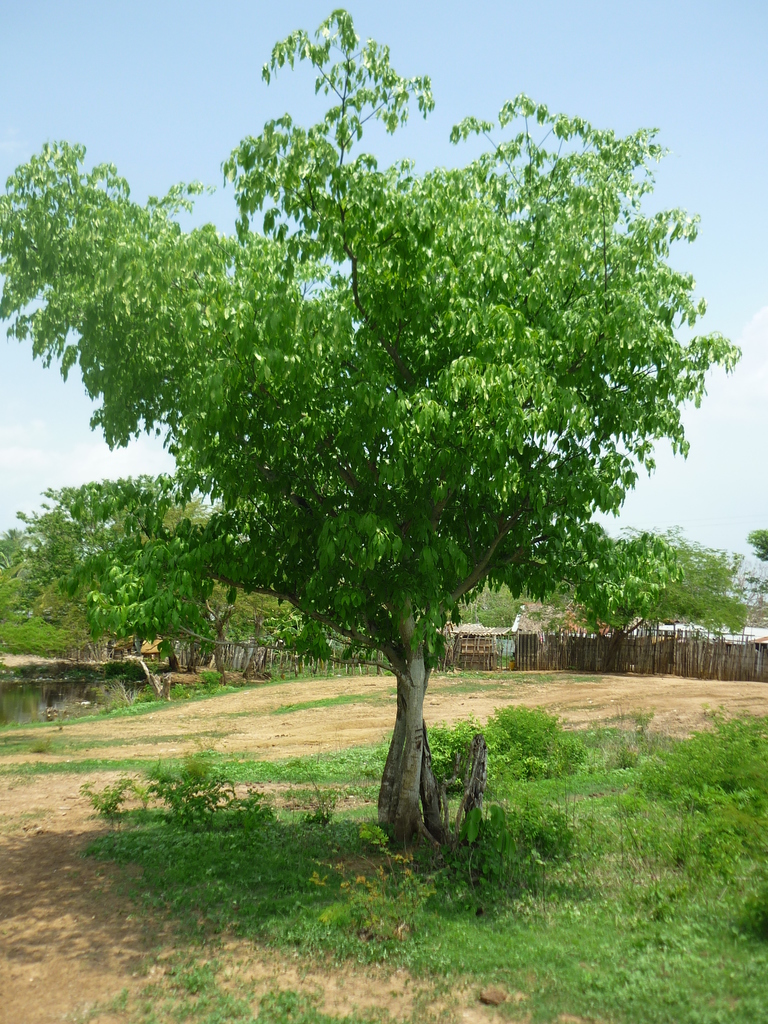 Spanish Elm from Ballestas Turbana on May 06, 2016 by ballestas_explora ...