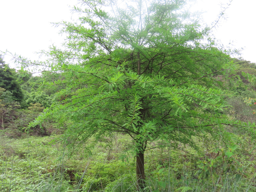 Chinese swamp cypress from North, HK on April 27, 2024 at 12:36 PM by ...
