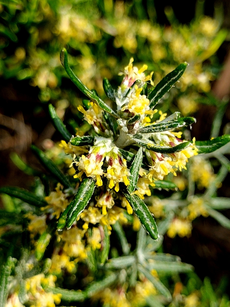 Coastal Daisy-Bush from Sorrento VIC 3943, Australia on April 27, 2024 ...