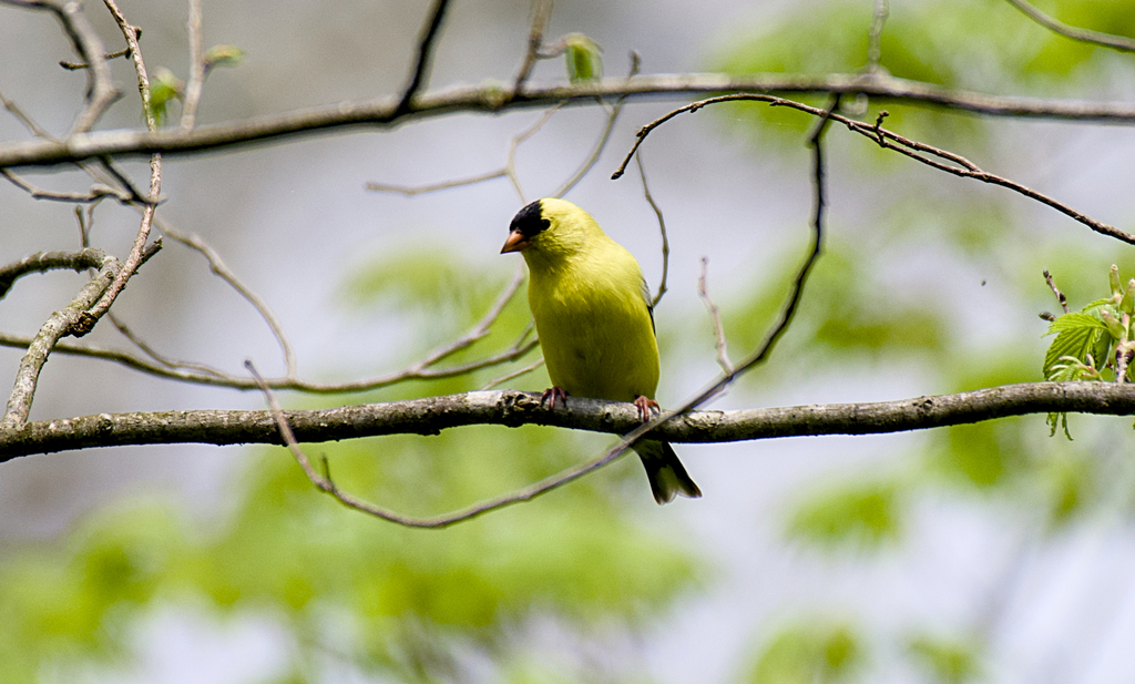 American Goldfinch from Flint Ridge Rd, Kentucky, USA on April 26, 2024 ...
