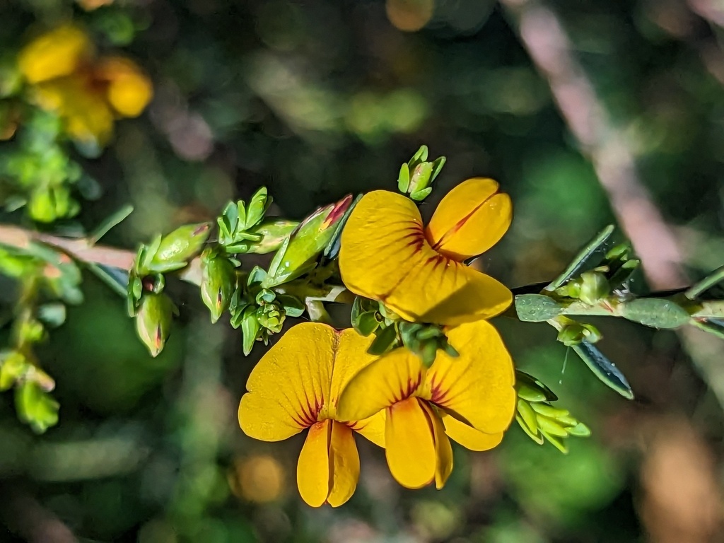 Eutaxia from Adelaide SA, Australia on August 24, 2023 at 03:19 PM by ...
