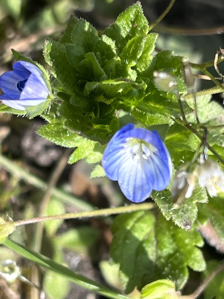 bird's-eye speedwell from Randles Road, Prescot, England, GB on April ...