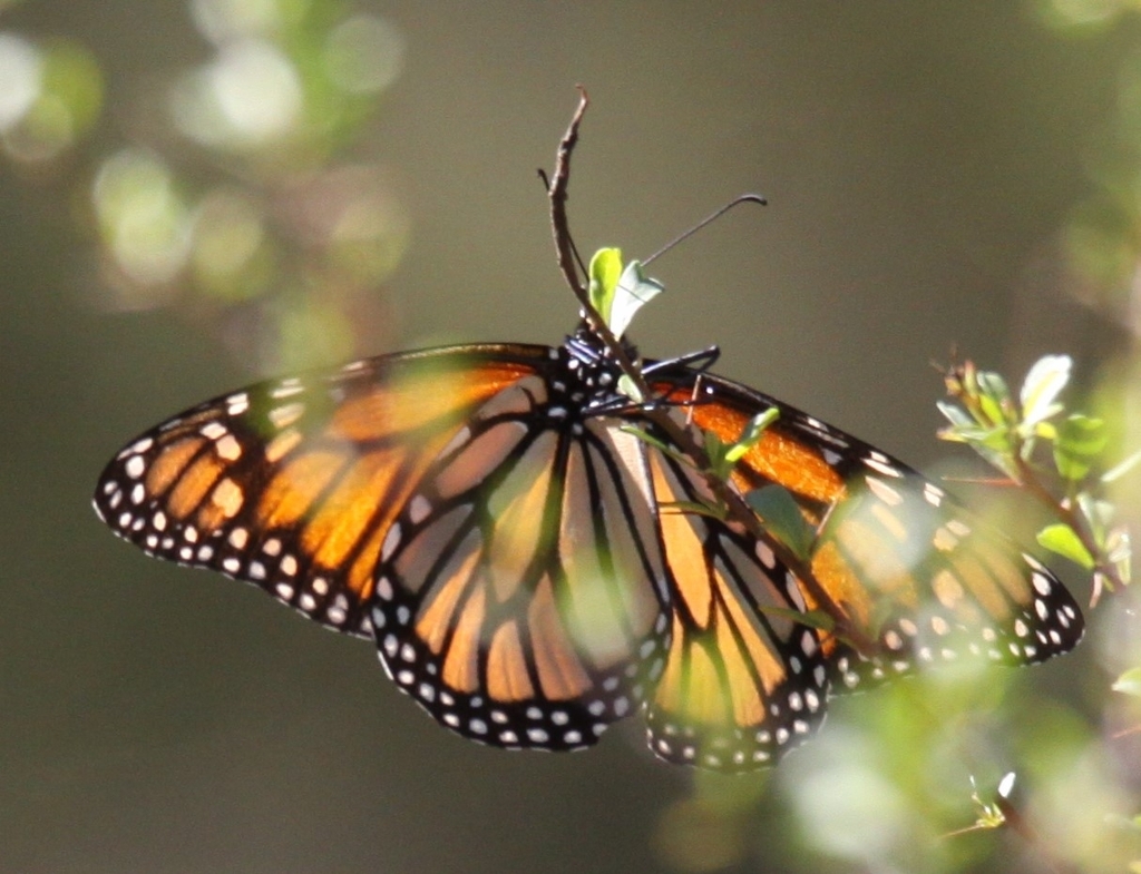 Monarch from Elsmore NSW 2360, Australia on April 27, 2024 at 02:07 PM ...